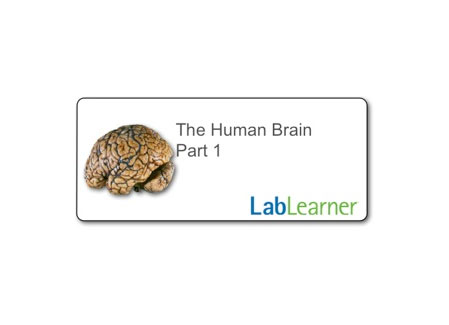 The Human Brain: Part 1 - LabLearner - The Science of Learning