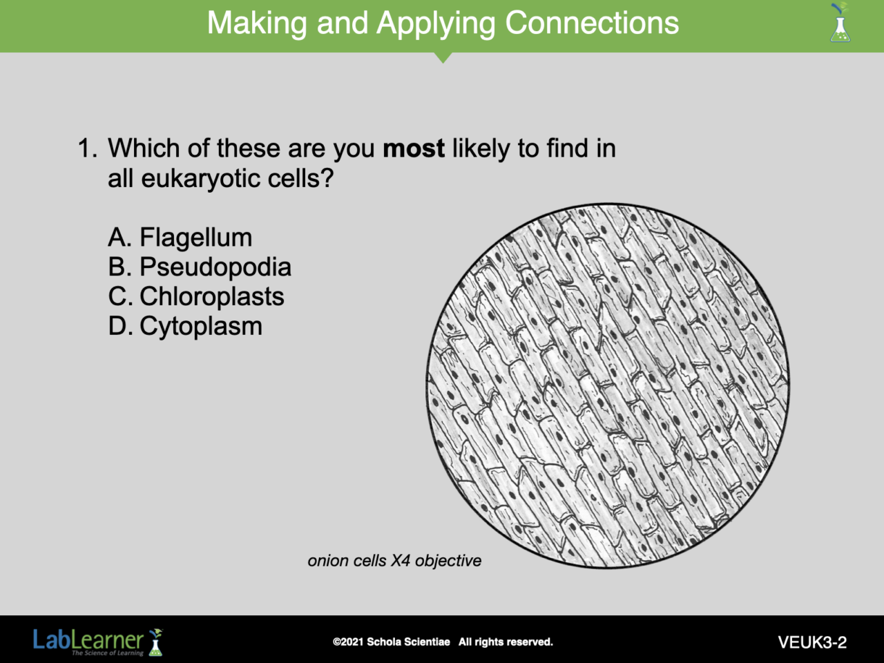 eykaryotes3-t | LabLearner.com