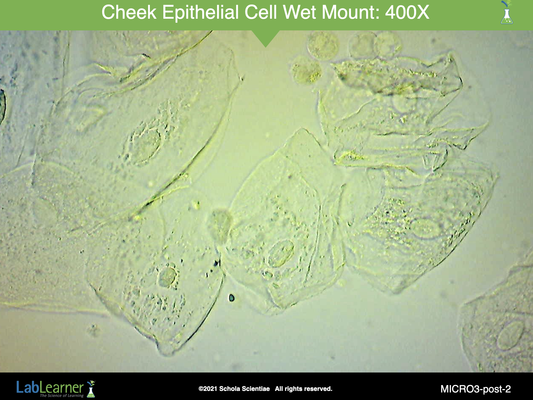 Cheek Cells Unstained