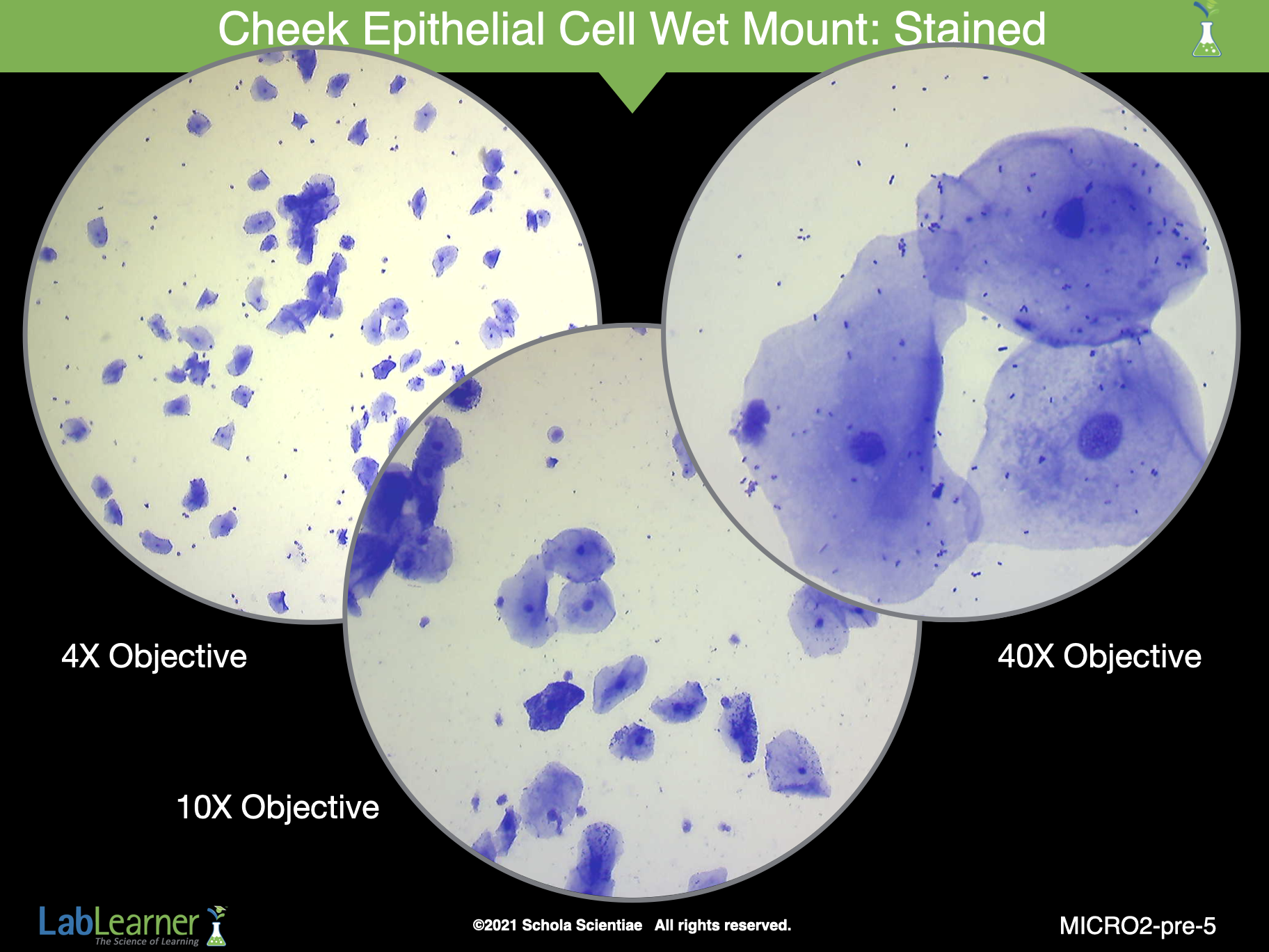 Labeled Cheek Cell 40x